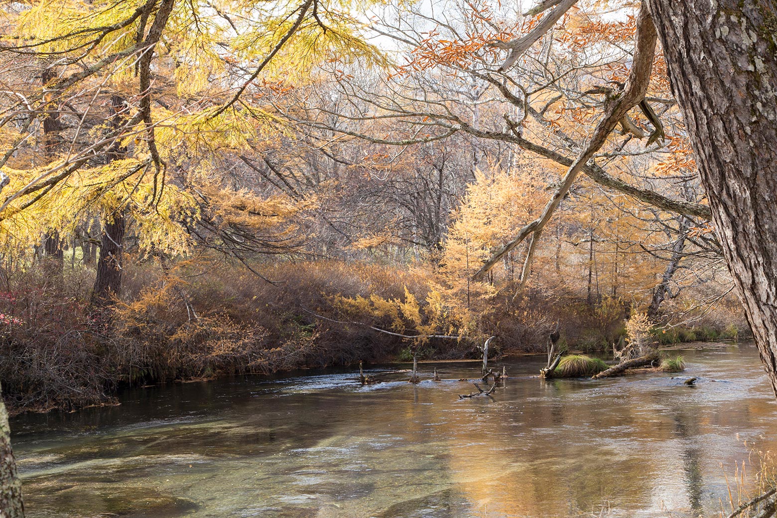 Tochigi | Around Tokyo
